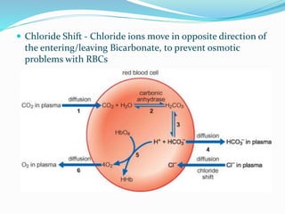 Physiology of respiration | PPTX
