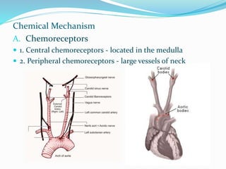 Physiology of respiration | PPTX