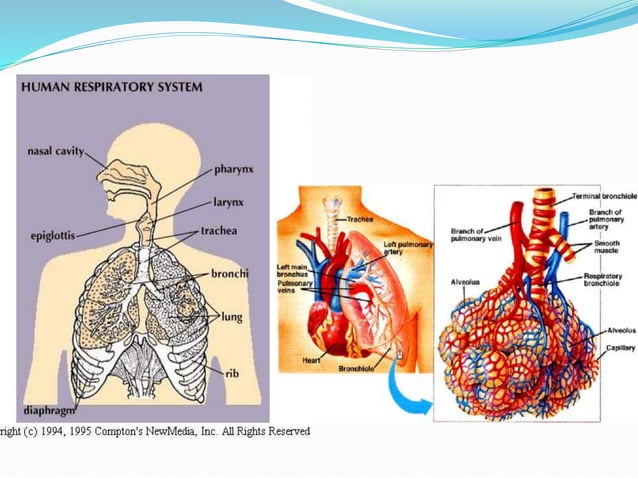 Physiology of respiration | PPTX