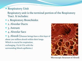Physiology of respiration | PPTX
