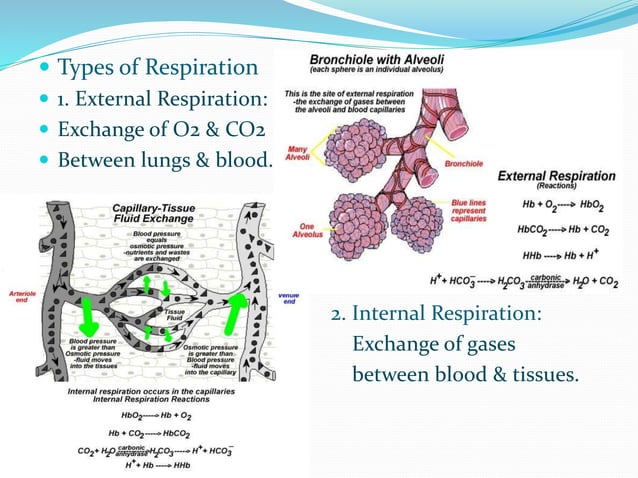 Physiology of respiration | PPTX
