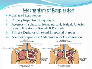 Physiology of respiration | PPTX
