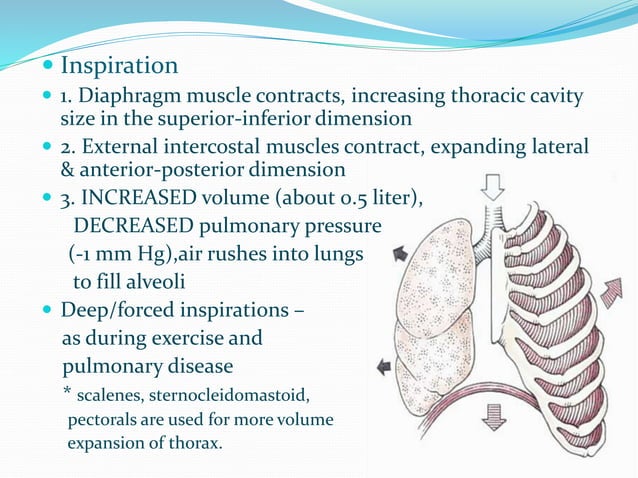 Physiology of respiration | PPTX