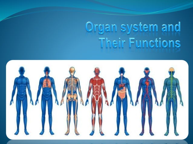 Human Body System and Their Function with a Labelled Diagram. | PPTX ...