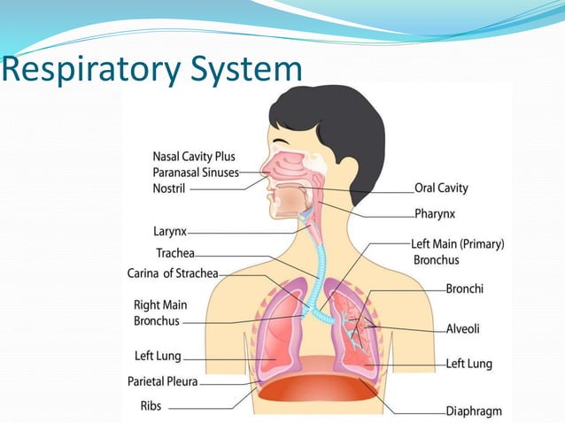 Human Body System and Their Function with a Labelled Diagram. | PPTX ...