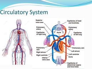 Human Body System and Their Function with a Labelled Diagram. | PPTX