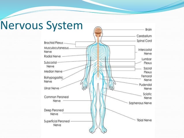 Human Body System and Their Function with a Labelled Diagram. | PPTX ...