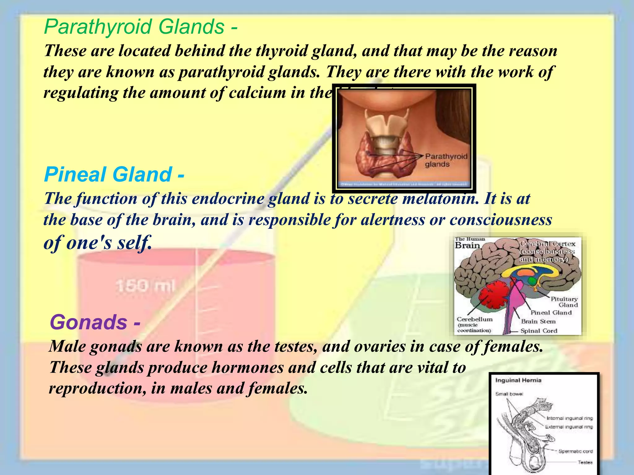 report on endocrine glands | PPTX