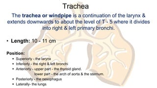 Respiratory system | PPT