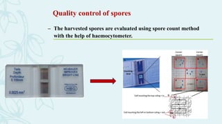 Detailed Project Report on Mass Production of White Muscardine Fungus ...