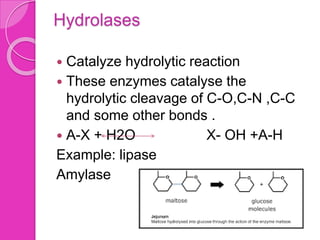 classifications and properties of enzymes | PPTX