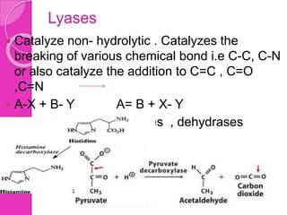 classifications and properties of enzymes | PPTX