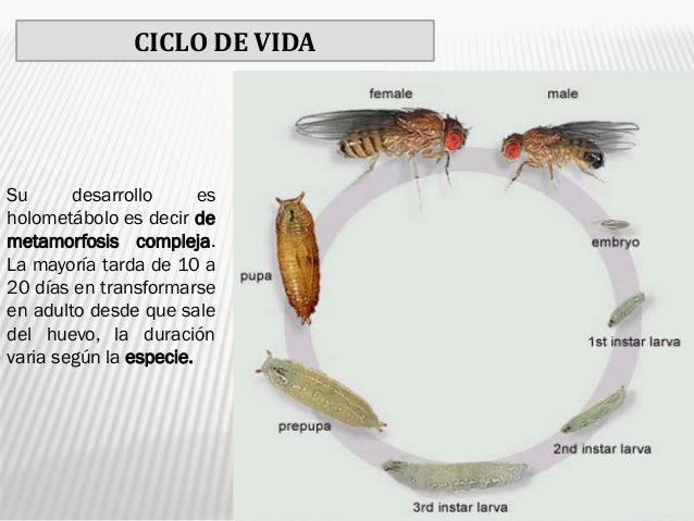 Diptera Life Cycle