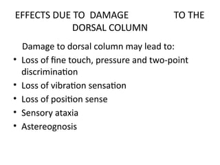 Dpt S-III-22 Somatic senses and somatic sensory pathways.pptx