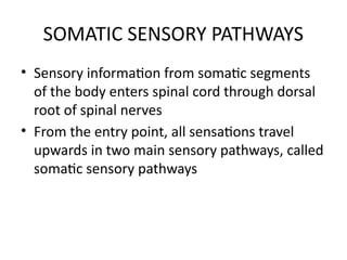 Dpt S-III-22 Somatic senses and somatic sensory pathways.pptx