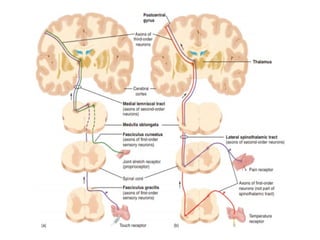 Dpt S-III-22 Somatic senses and somatic sensory pathways.pptx
