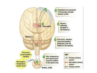 Dpt S-III-22 Somatic senses and somatic sensory pathways.pptx