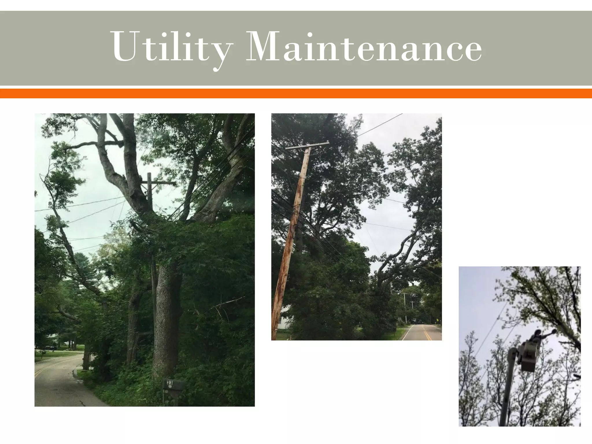 DPW Presentation: Tree Warden | PPT