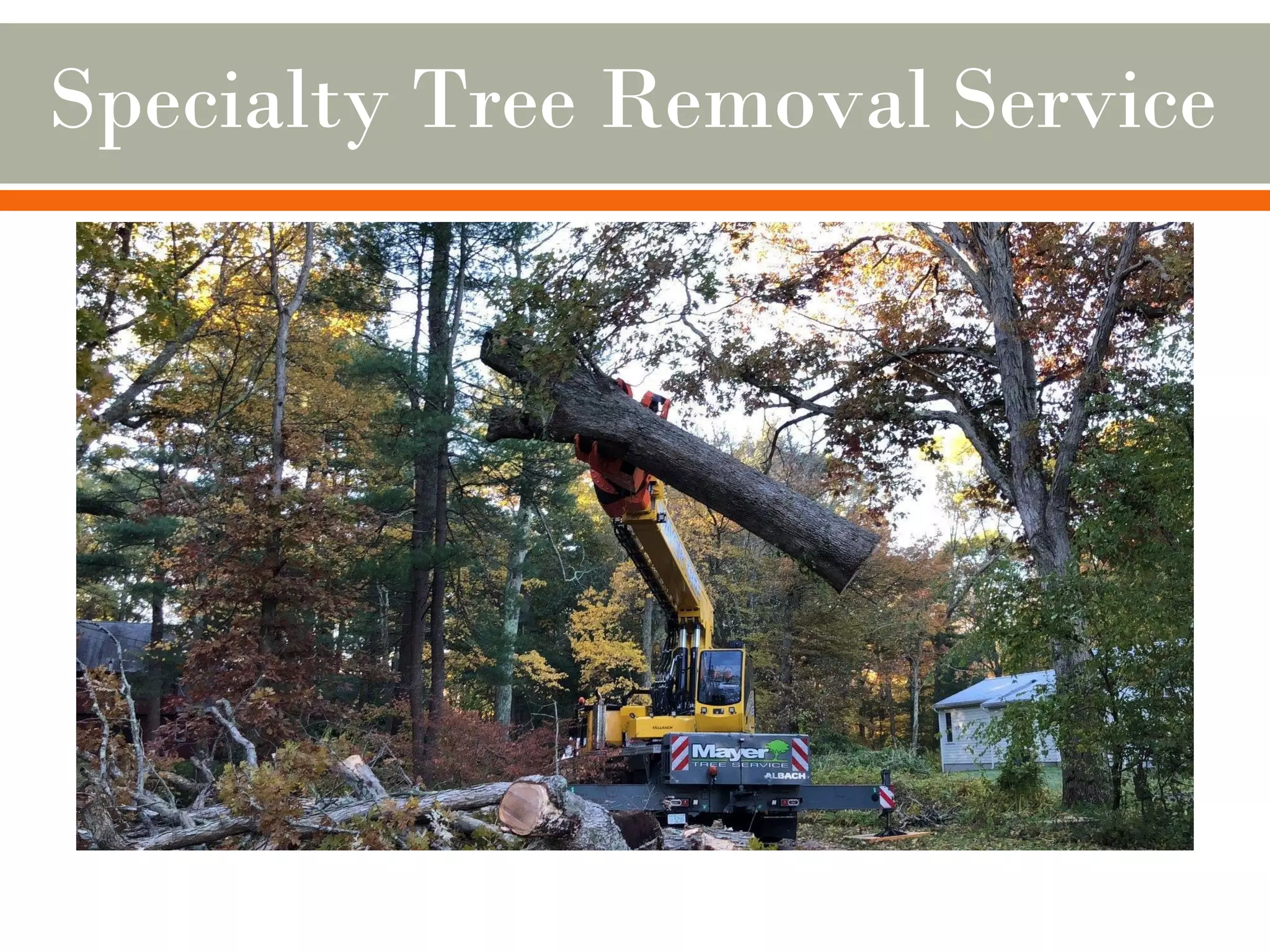 DPW Presentation: Tree Warden | PPT