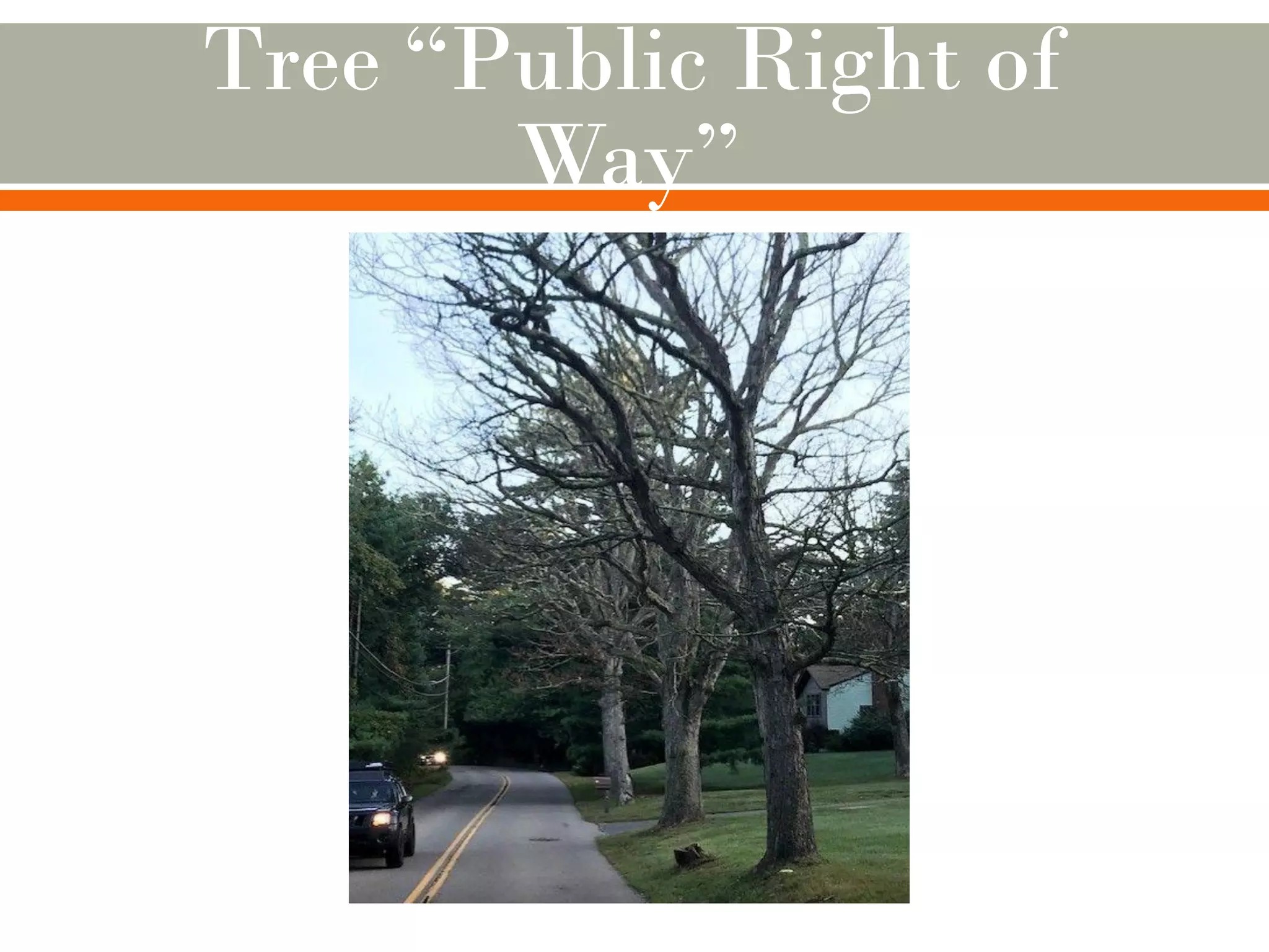 DPW Presentation: Tree Warden | PPT