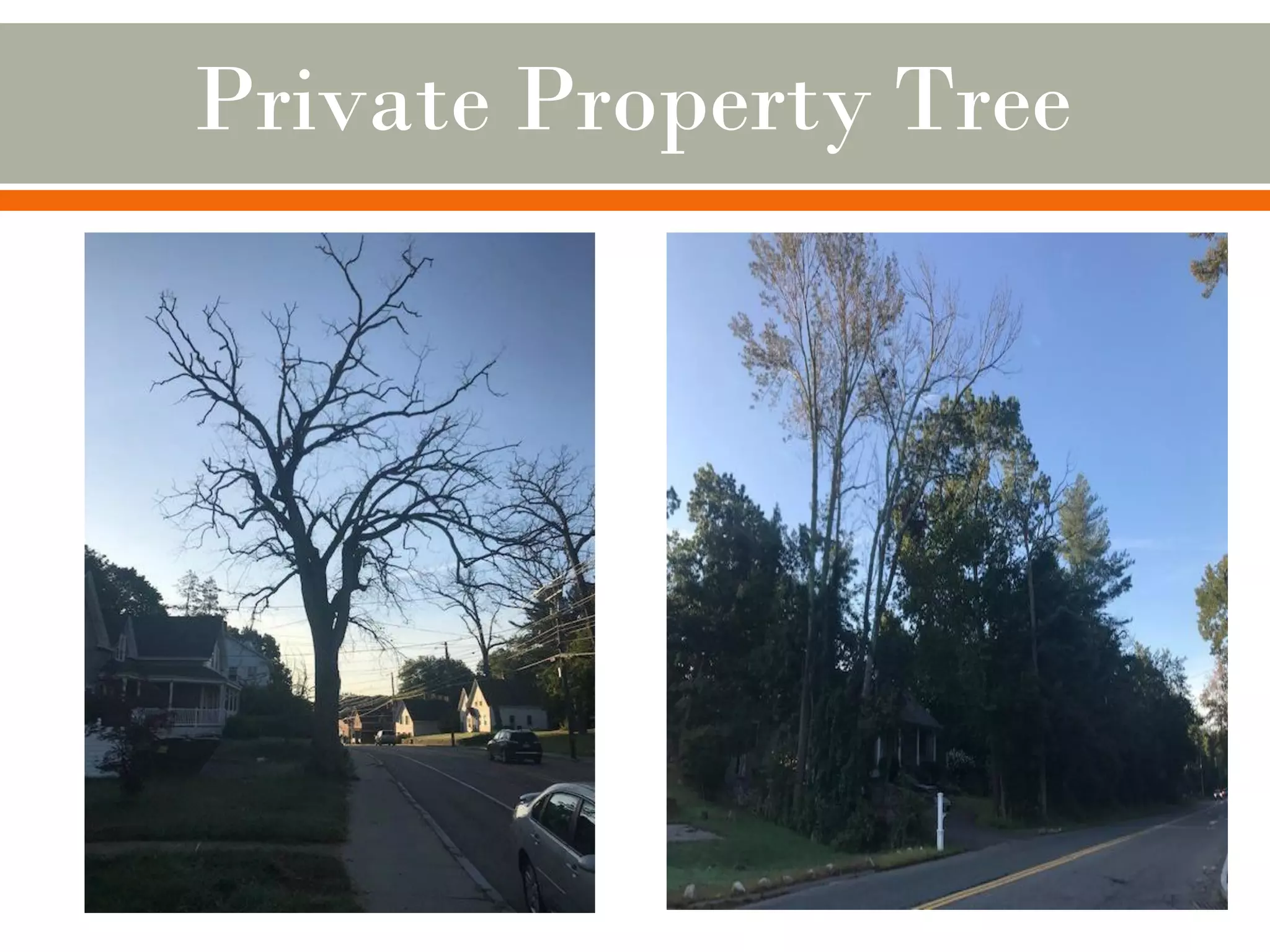 DPW Presentation: Tree Warden | PPT