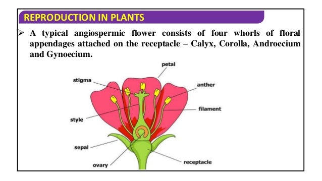 Human reproduction intro | PPT