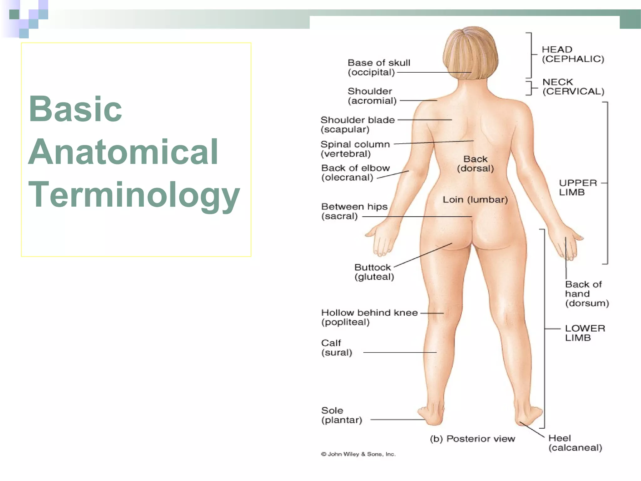 Introduction to Anatomy | PPT