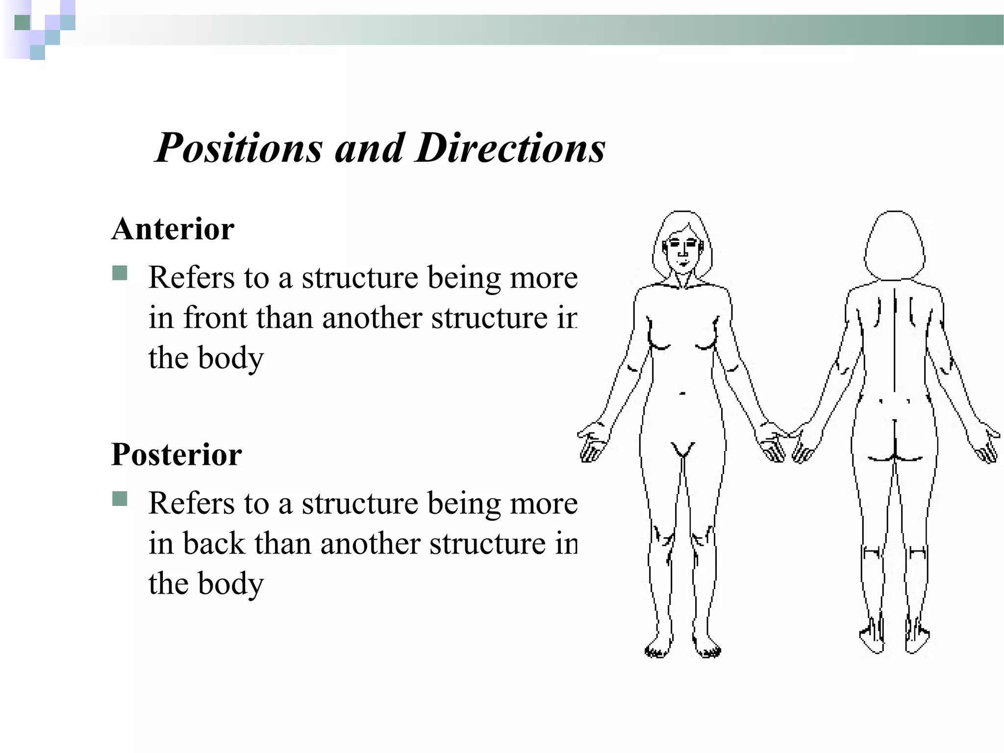 Introduction to Anatomy | PPT