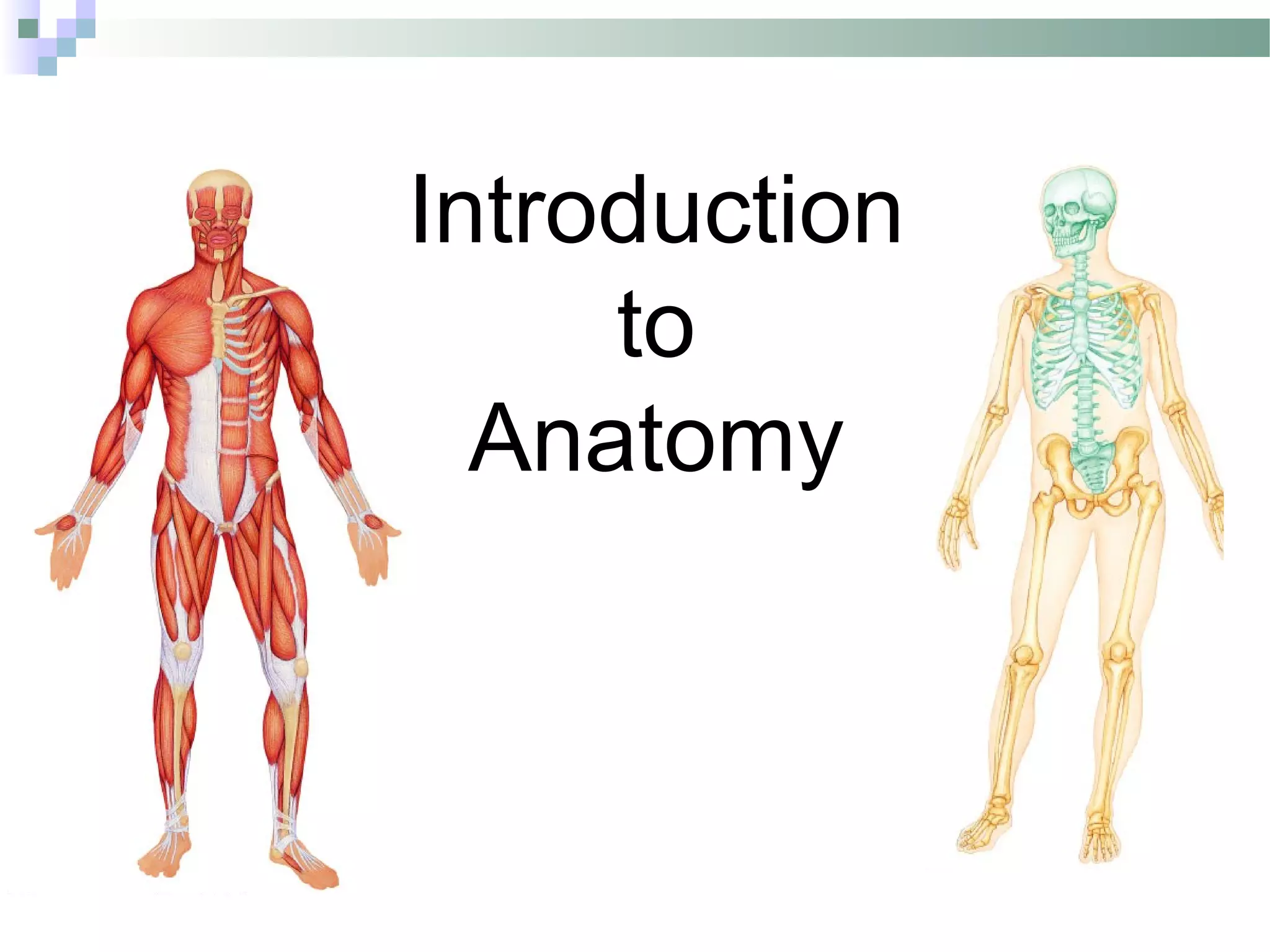 Introduction to Anatomy | PPT