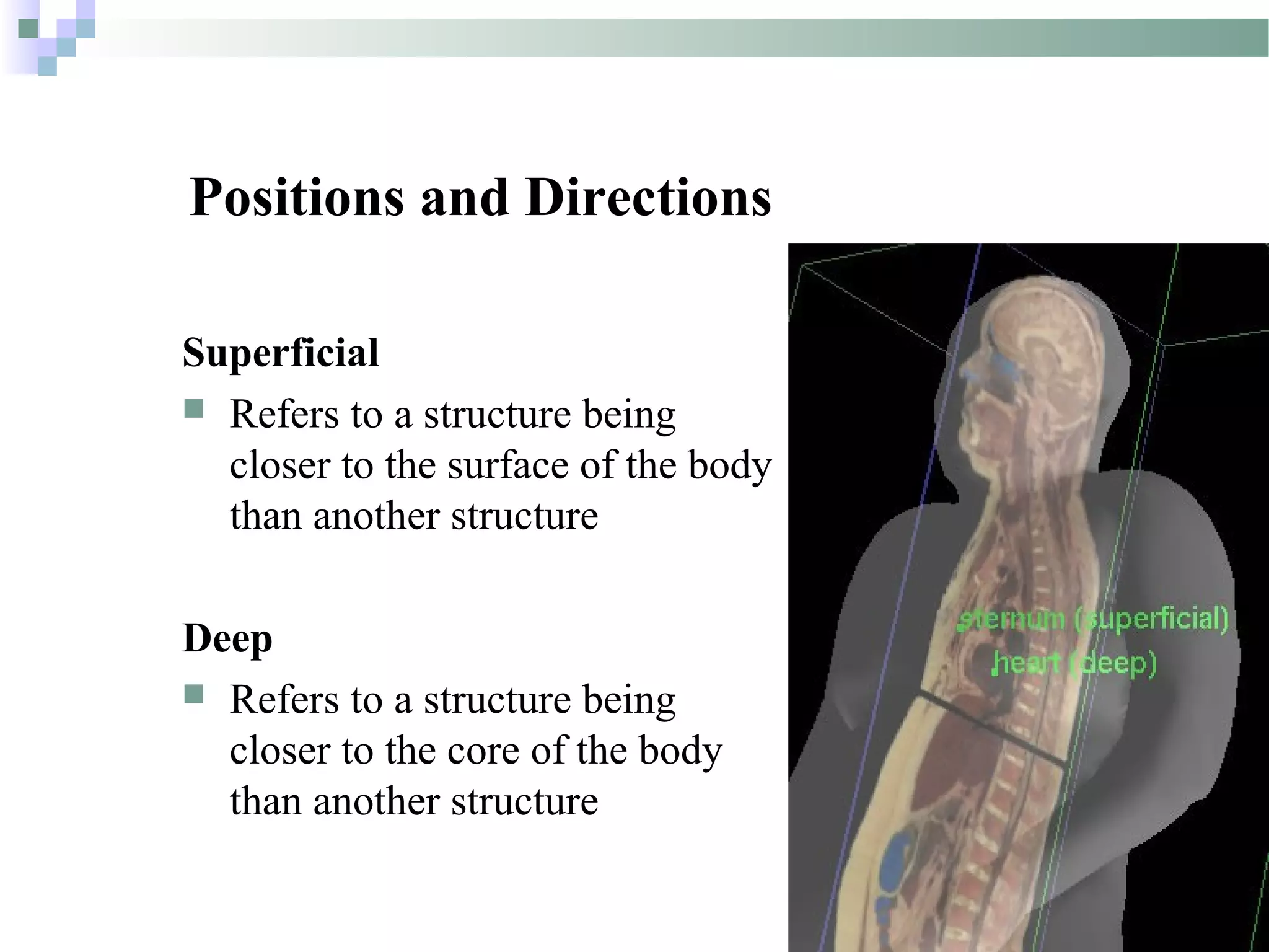 Introduction to Anatomy | PPT