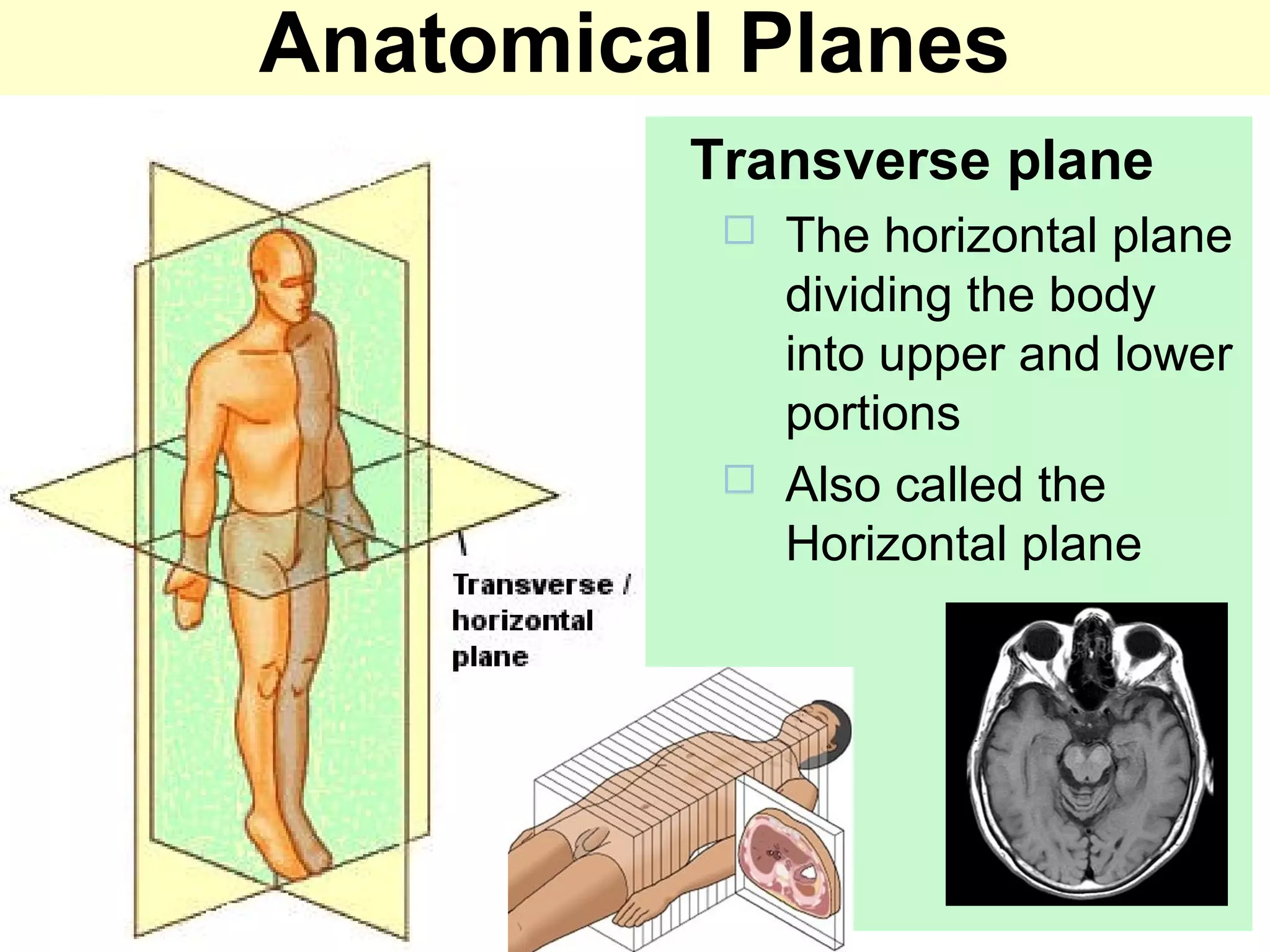 Introduction to Anatomy | PPT
