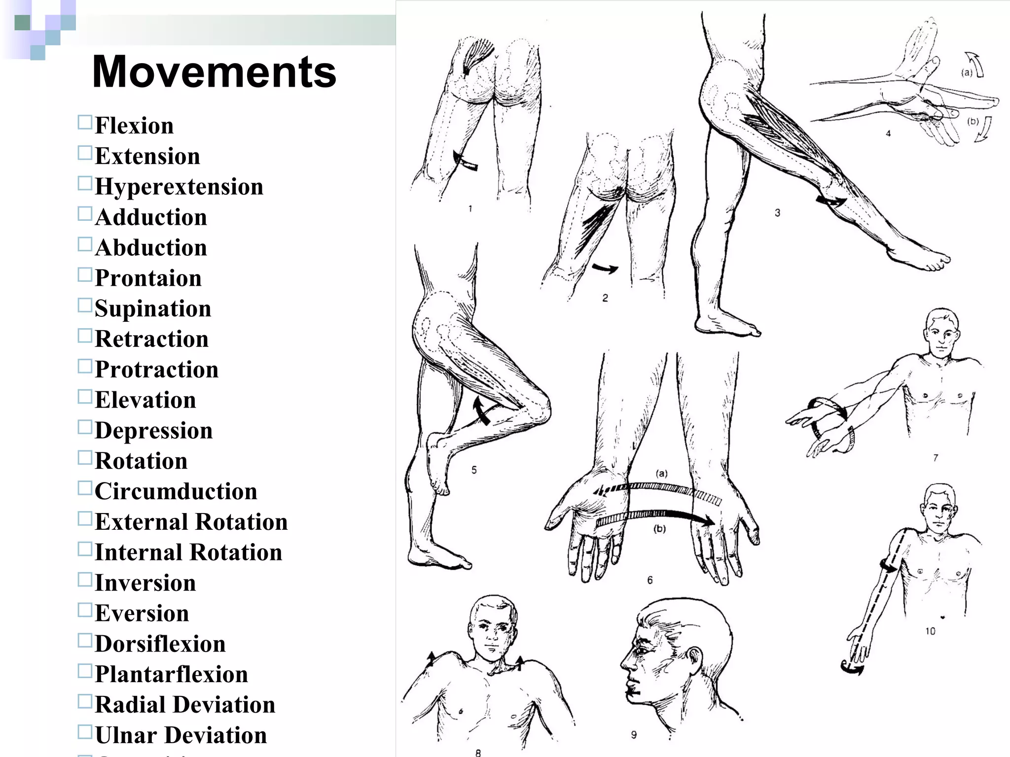 Introduction to Anatomy | PPT