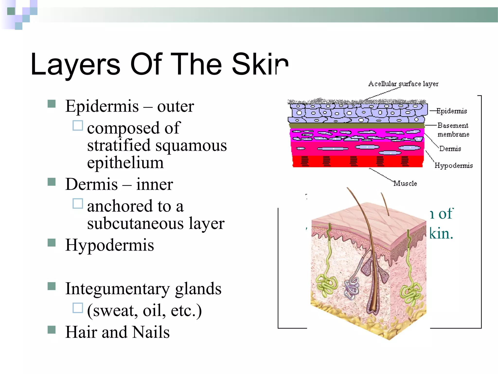 Introduction to Anatomy | PPT