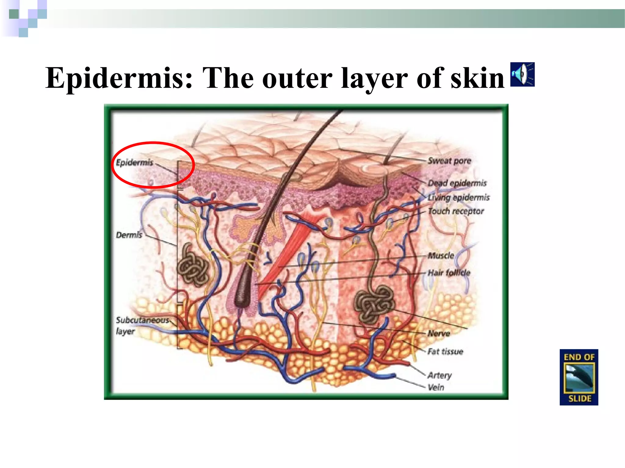 Introduction to Anatomy | PPT