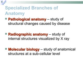 Introduction to Anatomy | PPT