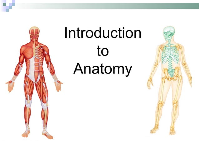 Introduction to Anatomy | PPT