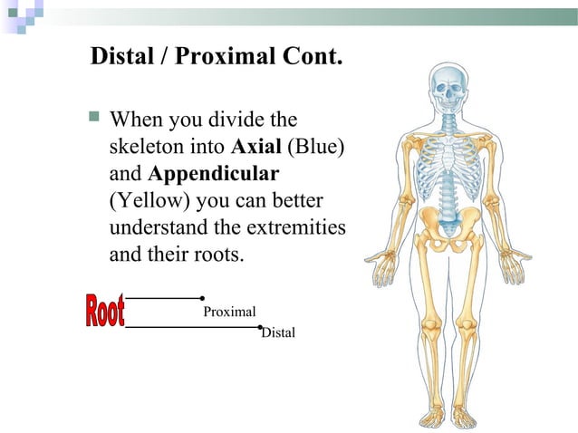 Introduction to Anatomy | PPT