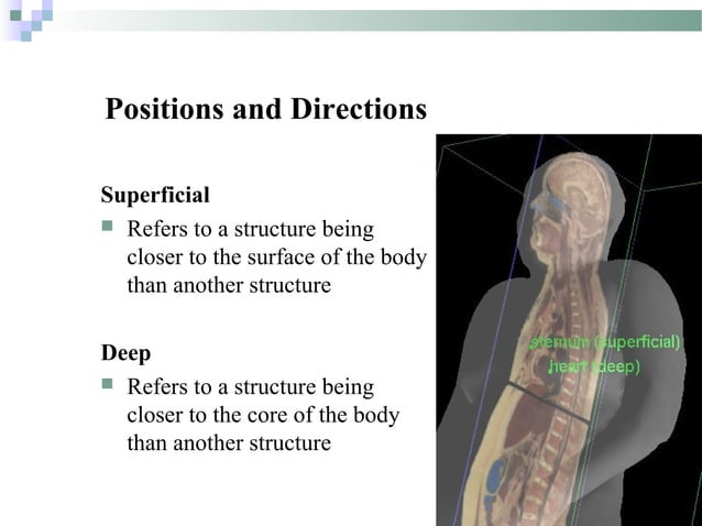 Introduction to Anatomy | PPT