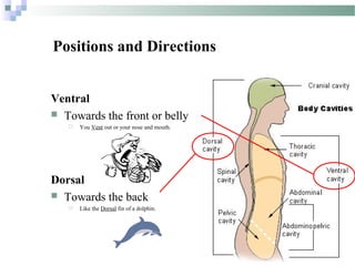 Introduction to Anatomy | PPT