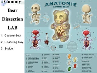 Introduction to Anatomy | PPT