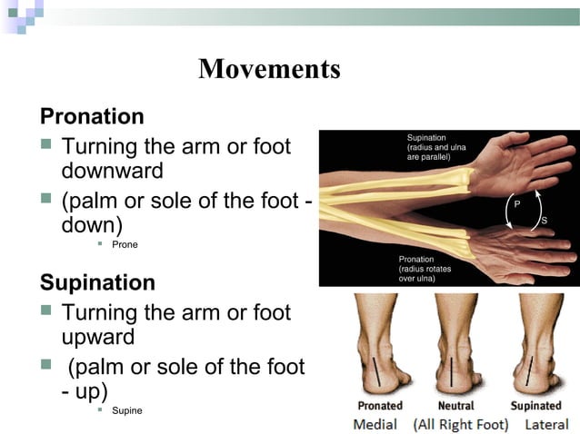 Introduction to Anatomy | PPT