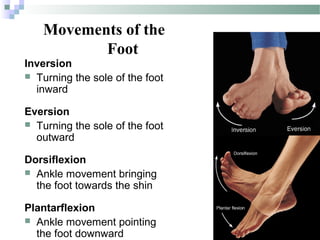 Introduction to Anatomy | PPT