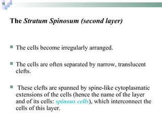 Introduction to Anatomy | PPT