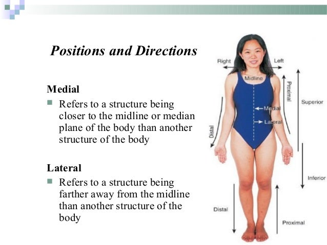 Medial Arm Anatomy Direction Medial Arm Anatomy Direction