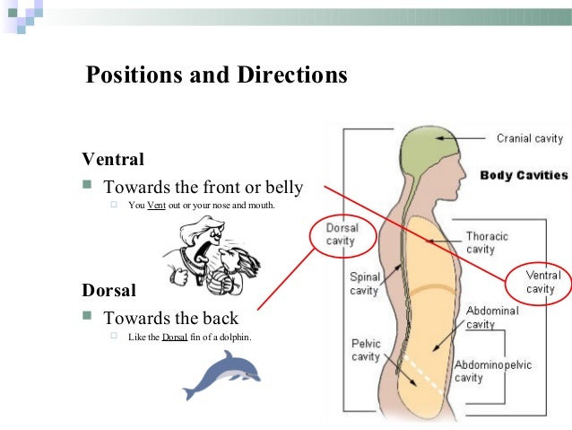 Introduction to Anatomy
