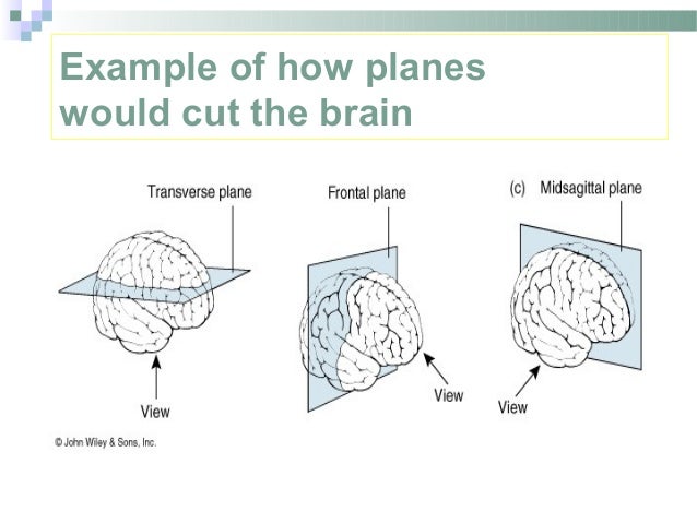 Introduction to Anatomy