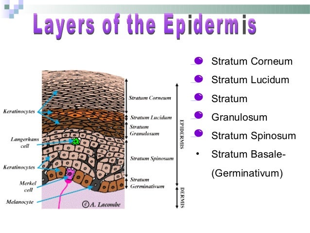 Introduction to Anatomy