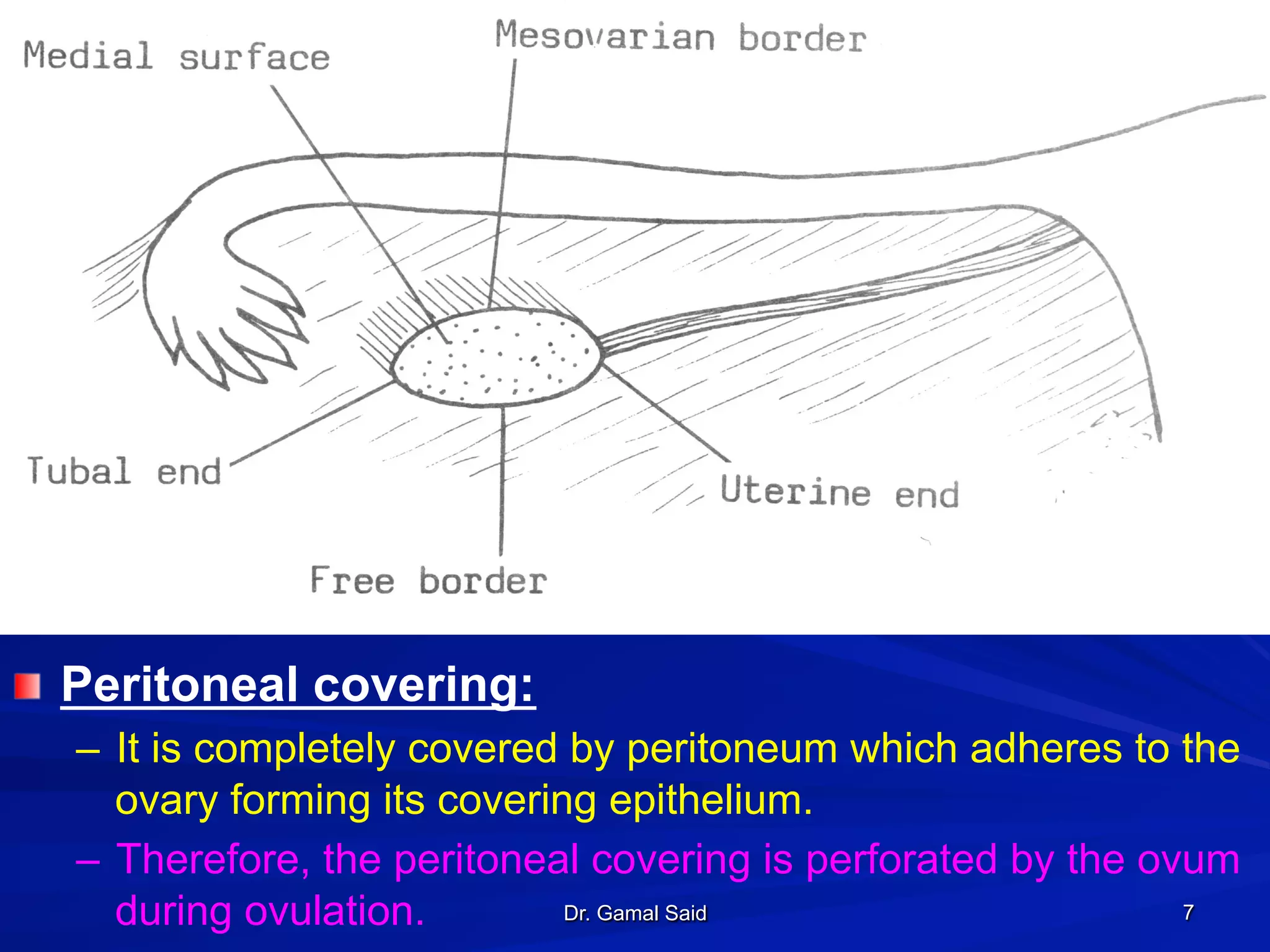 Dr.gamal presentation | PDF