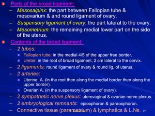 Round Ligament Of Uterus