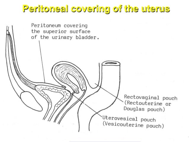Dr.gamal presentation